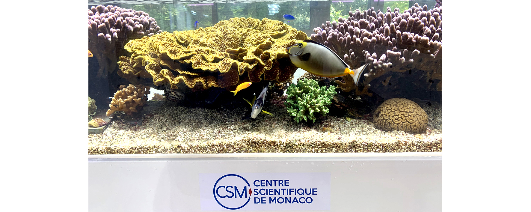 Monaco Scientific Centre, 60 years of « crucial » action